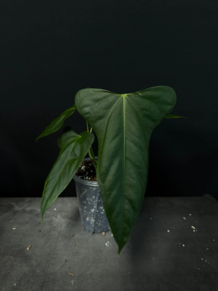 Anthurium Pap hybrid from Australia x Portillae Indo – TheVelvetGarden