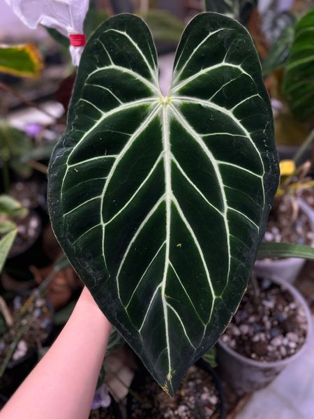Anthurium Bessea Aff x Pap Guna Yala – TheVelvetGarden