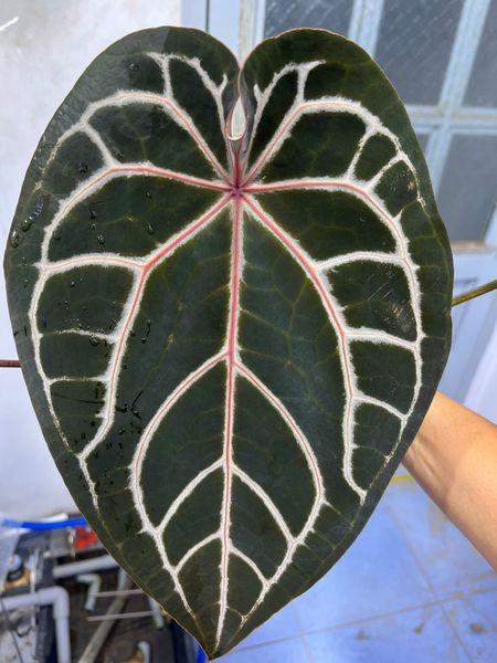 Anthurium Red Crystallinum Doc Block F2 x Long Pap Bullate from Scott ...