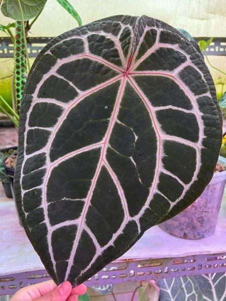 Anthurium Crystallinum Hope x Red Crystallinum Doc Block F2 ...