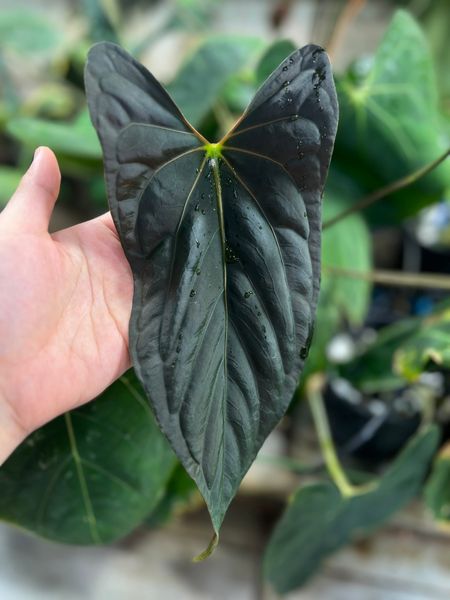Anthurium Papillilaminum Guna Yala x 'Ree Gardens' – TheVelvetGarden