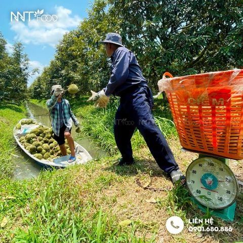 CATCHING DURIAN - The beauty of labor in the Mekong Delta – NNT FOOD