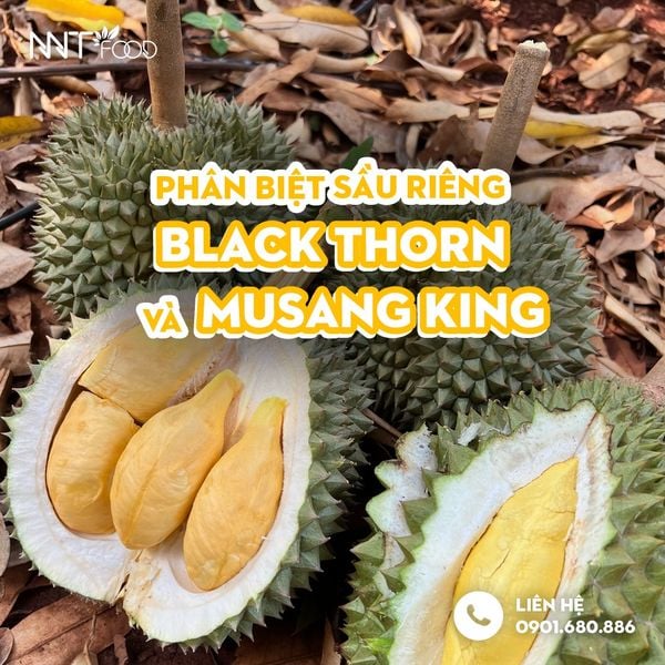 Phân biệt riêng Musang King và Black Thorn – NNT FOOD