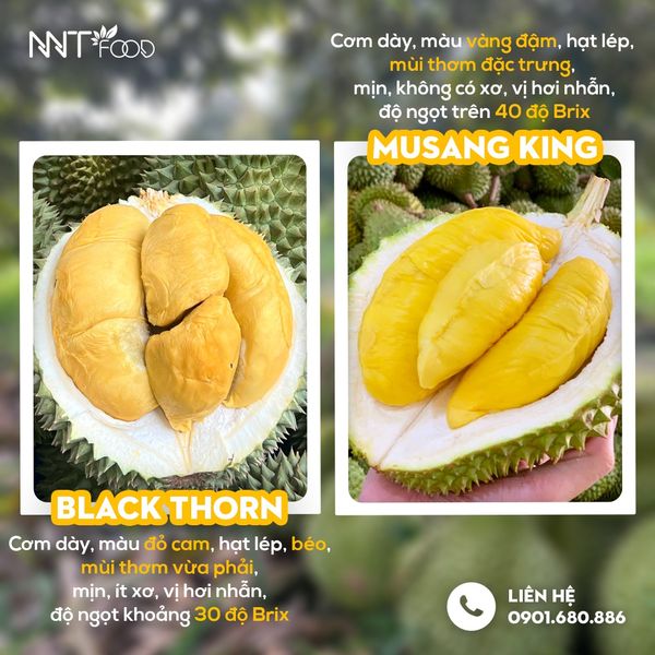 Phân biệt riêng Musang King và Black Thorn – NNT FOOD