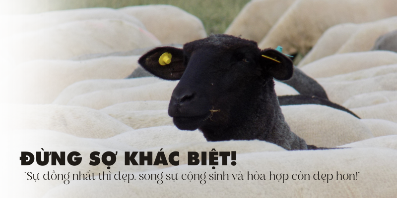 Đàn cừu trắng và chú cừu đen: Đừng sợ khác biệt, hãy cùng hòa hợp!