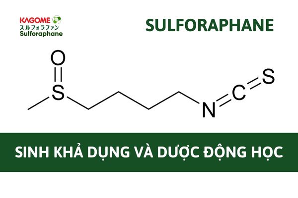 Sinh khả dụng và Dược động học của Sulforaphane (SFN) – Kagome ...