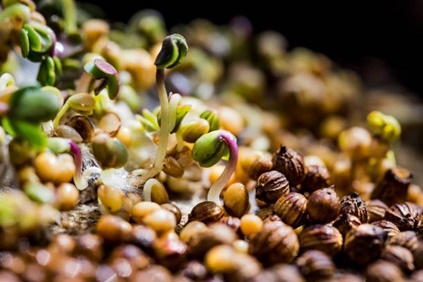 Sự thật về Sulforaphane broccoli sprouts - mầm bông cải xanh – Kagome ...