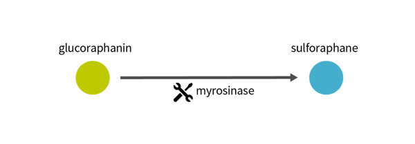 Sulforaphane myrosinase - món quà sức khỏe từ thiên nhiên – Kagome ...