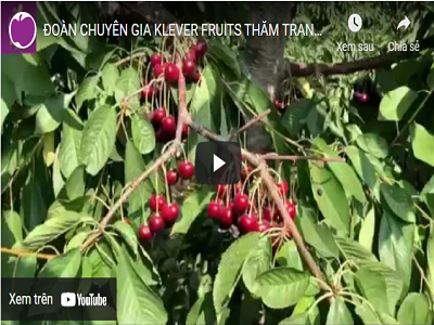 ĐOÀN CHUYÊN GIA KLEVER FRUIT THĂM TRANG TRẠI CHERRY LỚN NHẤT CANADA