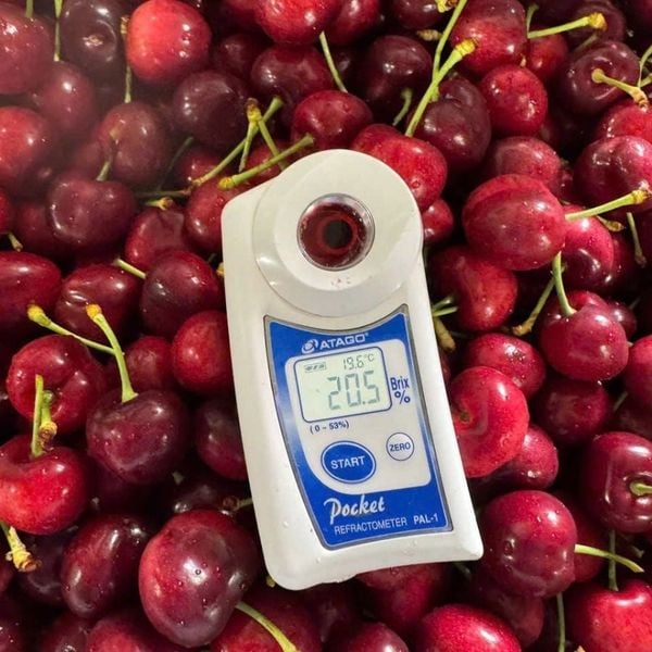 Cherry Super Big Mỹ Size 9 Row (30 - 32mm) - USA Cherry | Klever Fruit
