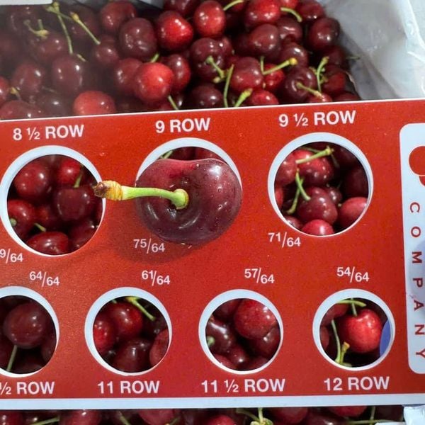 Cherry Super Big Mỹ Size 9 Row (30 - 32mm) - USA Cherry | Klever Fruit