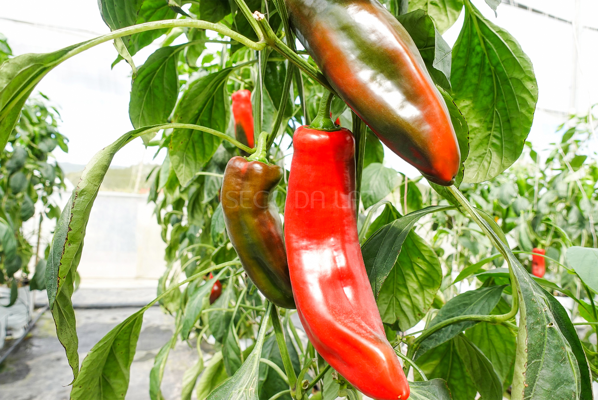 Bí quyết chế biến món ăn từ ớt trái cây Sweet Palermo (ớt sừng ngọt Đà ...