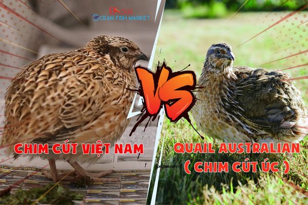 TẠI SAO NÊN ĂN THỊT CHIM CÚT ÚC THAY VÌ CHIM CÚT VIỆT NAM? – Ocean ...