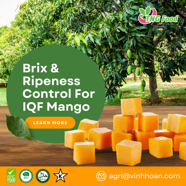 Brix & Ripeness Control for High-Quality IQF Mango | TNG Food – Vinh ...