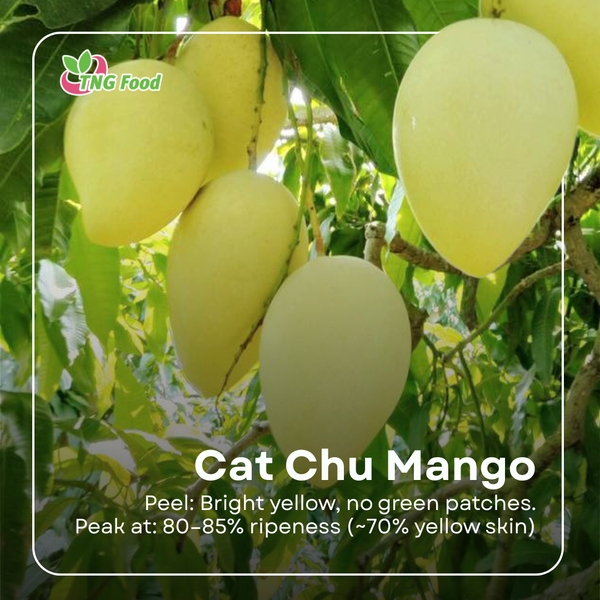 Brix & Ripeness Control for High-Quality IQF Mango | TNG Food – Vinh ...
