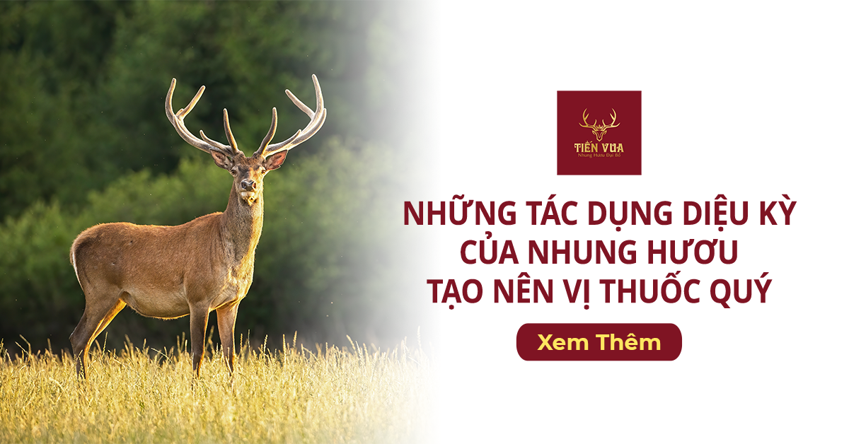 Những Tác Dụng Diệu Kỳ Của Nhung Hươu Tạo Nên Vị Thuốc Quý – Nhung Hươu ...