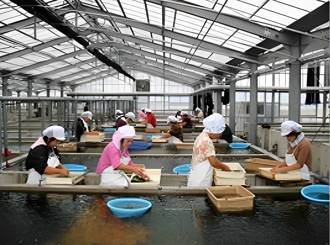 Kĩ thuật nuôi trồng rong nho biển sử dụng ao bê tông – ENGCUNTTC