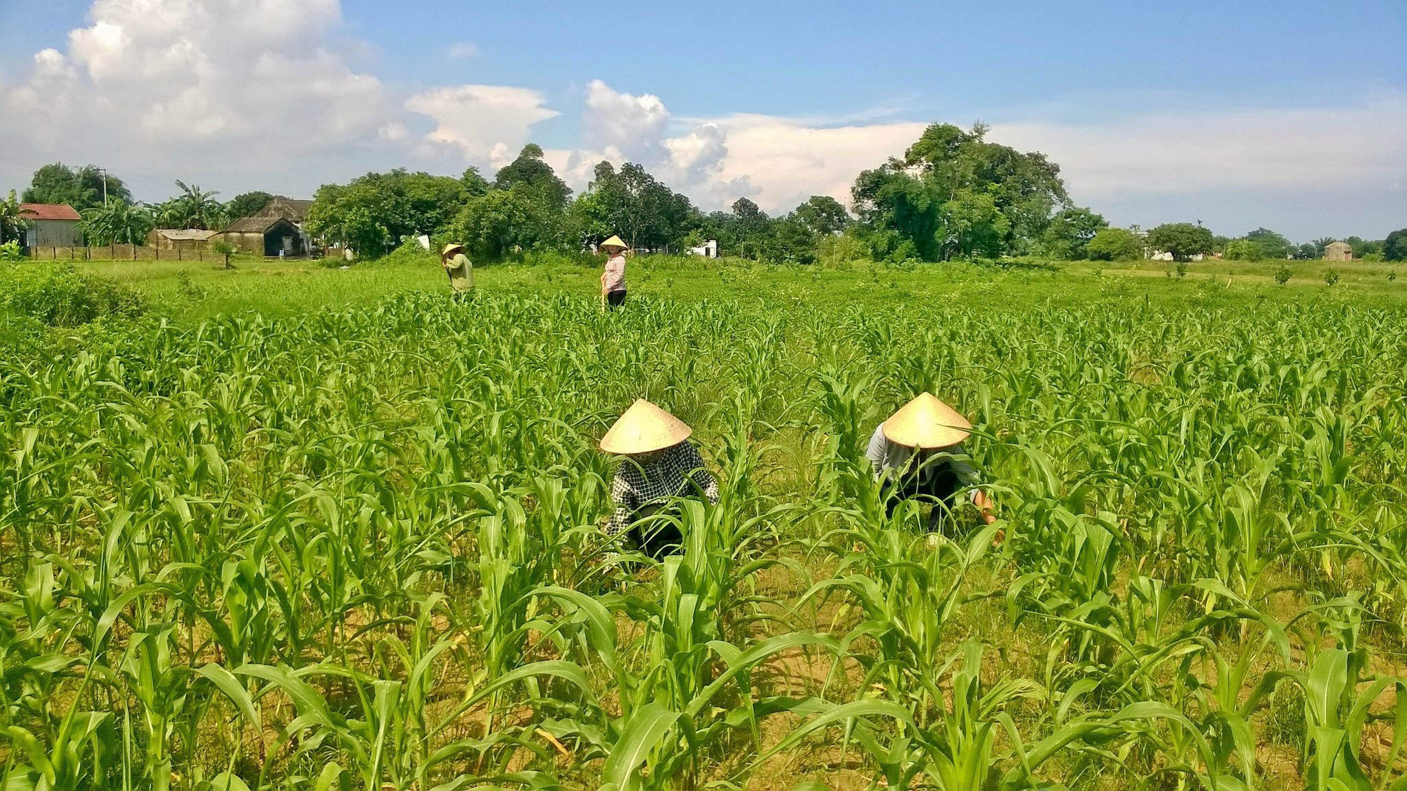 “Tuyệt chiêu” trồng ngô sinh khối cho năng suất cao – Hạt giống Trường Phúc