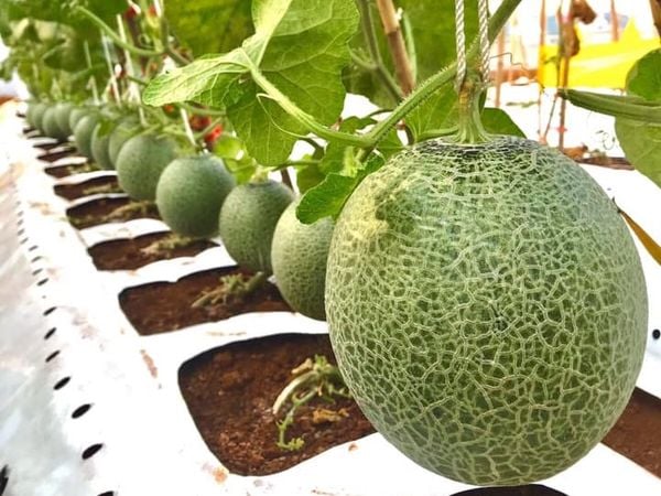 5 Tác Dụng Của Dưa Lưới Ruột Xanh Với Sức Khỏe Dfarm