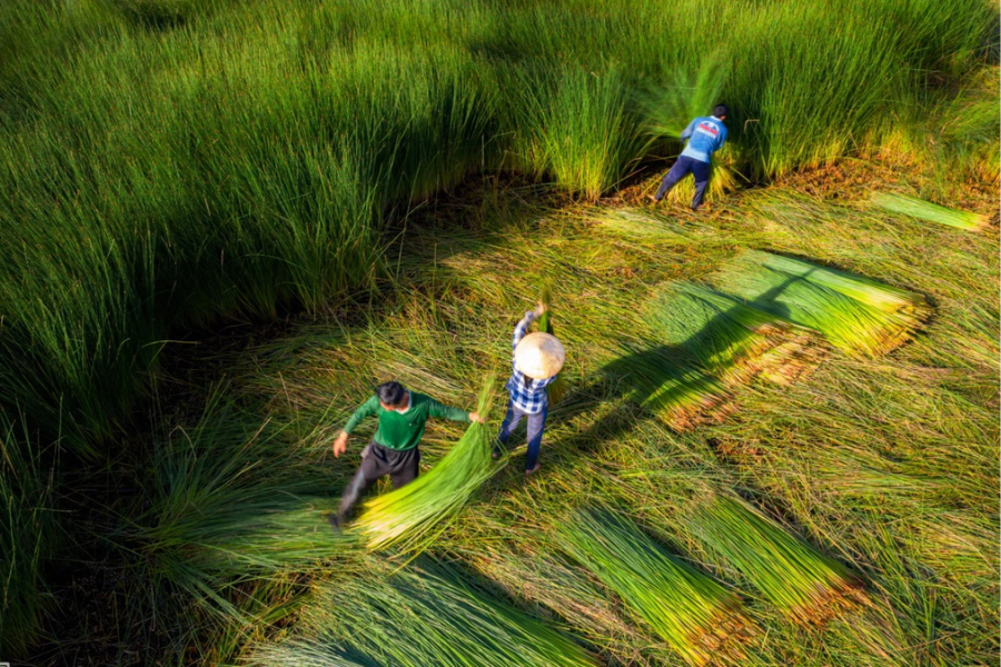 Ống Hút Cỏ Bàng, Túi Xách Cỏ Bàng Miền Tây Xanh – Green Craft - Miền ...