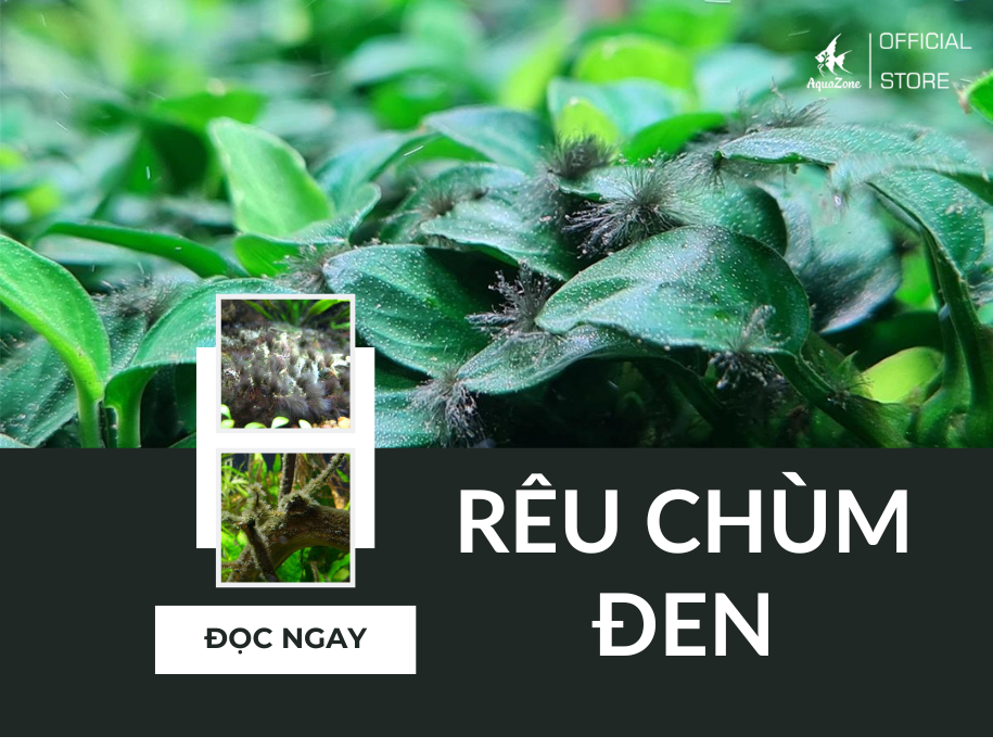 Rêu Chùm Đen Là Gì? Cách Xử Lý Rêu Chùm Đen Cho Bể Cá - AquaZone - Siêu ...