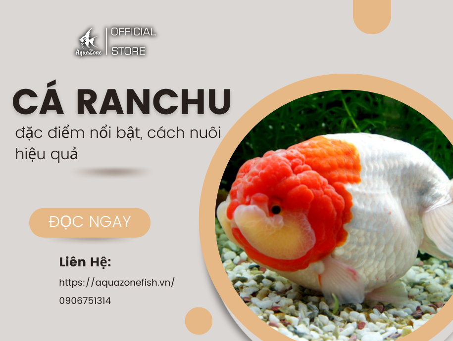 Cá Ranchu Và Những Thông Tin Hữu Ích Về Loài Cá Này - AquaZone - Siêu ...