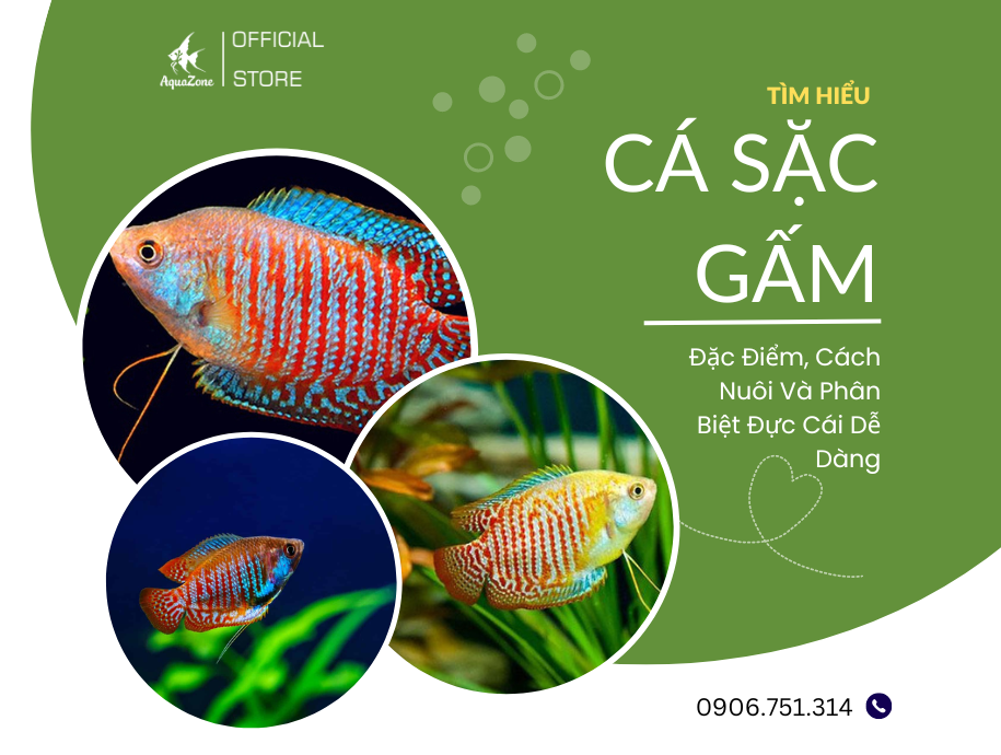 Cá Sặc Gấm - Đặc Điểm, Cách Nuôi Và Phân Biệt Đực Cái Dễ Dàng ...