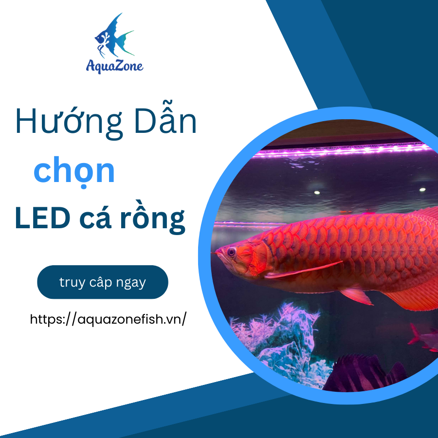 Hướng Dẫn Chọn Đèn LED Phù Hợp Cho Hồ Cá Rồng - AquaZone - Siêu thị cá cảnh
