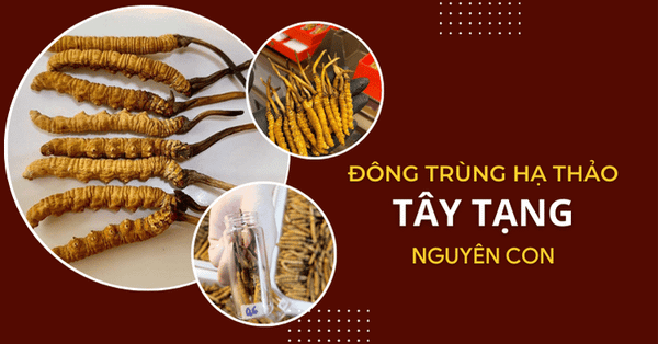 Hình ảnh con Đông Trùng Hạ Thảo Tây Tạng nguyên con tại ThếGiớiHồngSâm