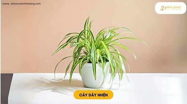 12 loại cây khử mùi nhà vệ sinh, lọc không khí tốt nhất