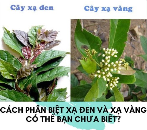 Cách phân biệt xạ đen và xạ vàng có thể bạn chưa biết? – Newway ...