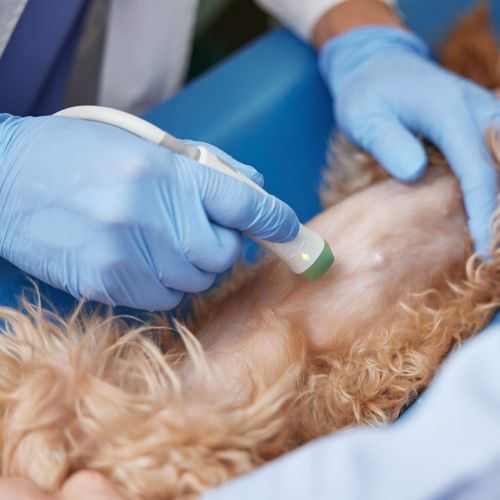 Hướng dẫn chăm sóc chó mang thai ngay tại nhà – foodPET