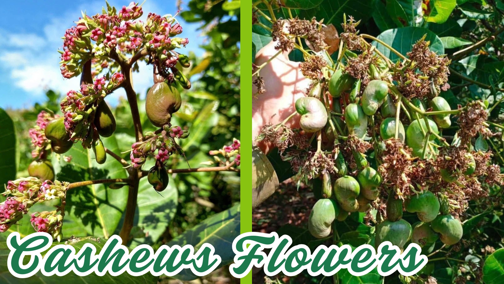 Cashew Flower: Everything You Need to Know – OTIS BÌNH PHƯỚC