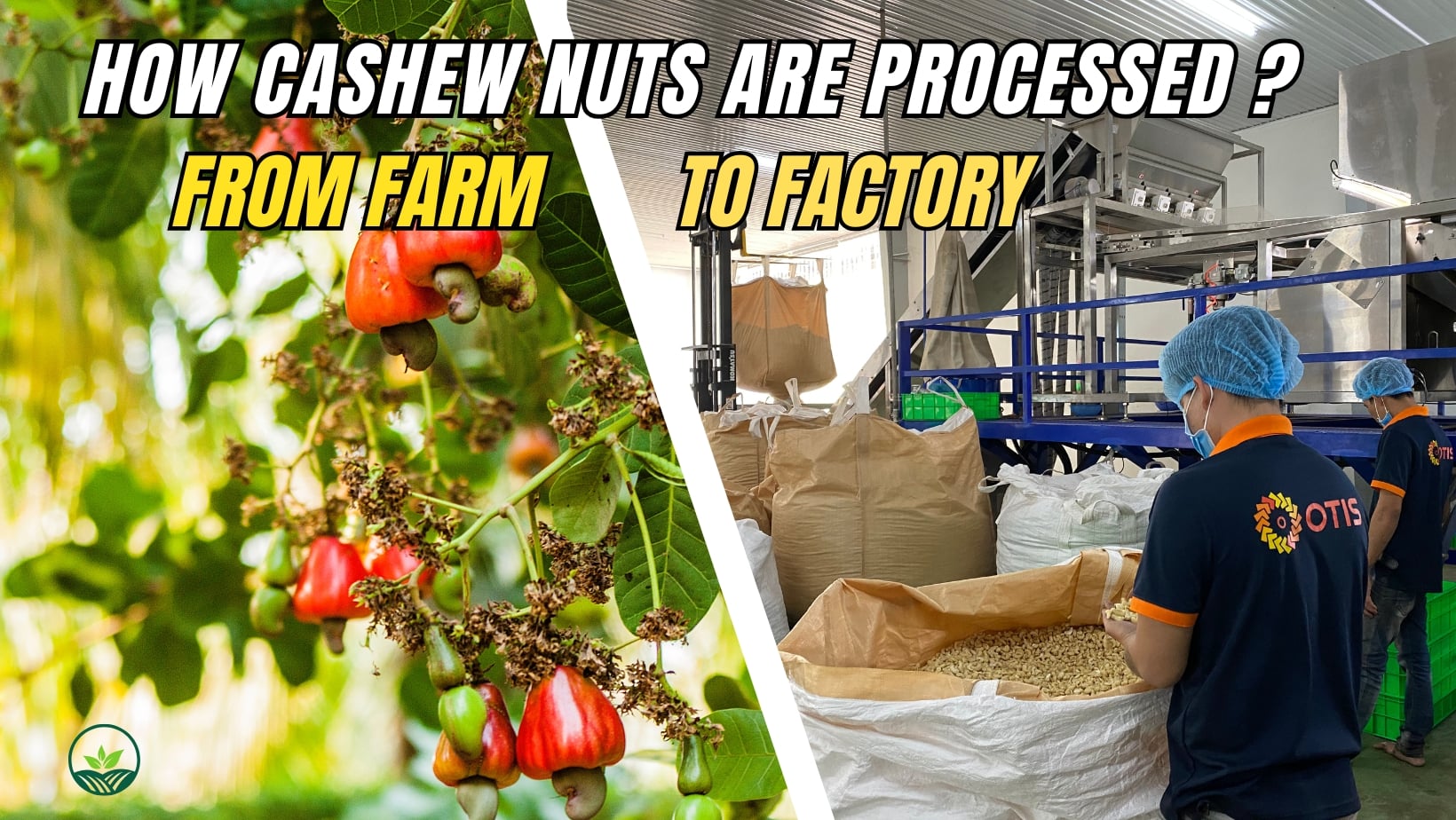 How Cashew Nuts Are Processed: From Farm to Factory – OTIS BÌNH PHƯỚC