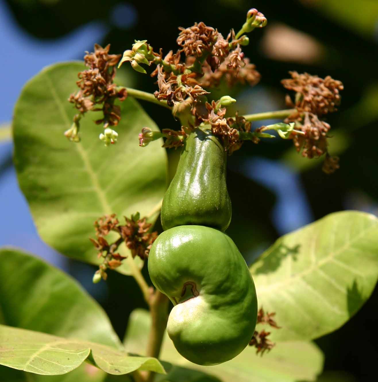 Cashew Flower: Everything You Need to Know – OTIS BÌNH PHƯỚC