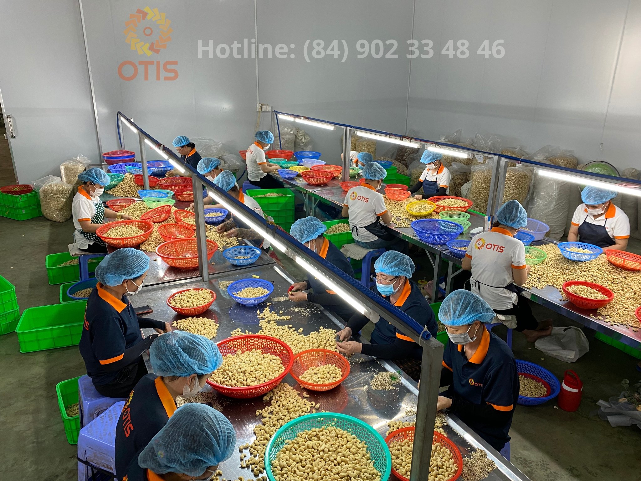 Vietnam Cashew Export [Comprehensive Overview] – OTIS BÌNH PHƯỚC