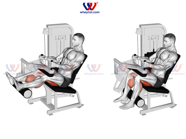 Leg Curl là gì? Cách tập Leg Curl cuốn tạ đùi sau đúng, hiệu quả