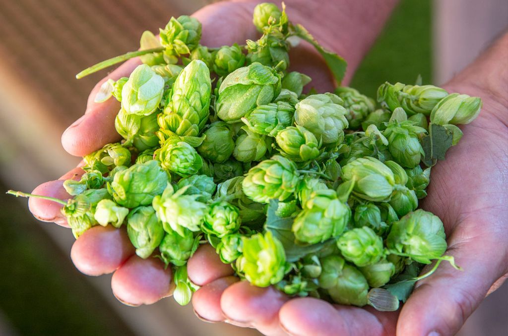 WHAT IS IPA BEER? – iBiero Craft Beer | Bia thủ công hàng đầu Việt Nam