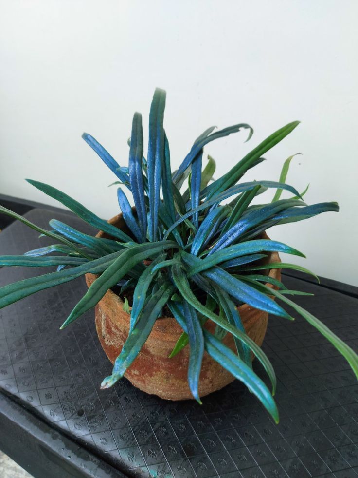 HƯỚNG DẪN CHĂM SÓC CÂY BLUE OIL FERN – Qconcept