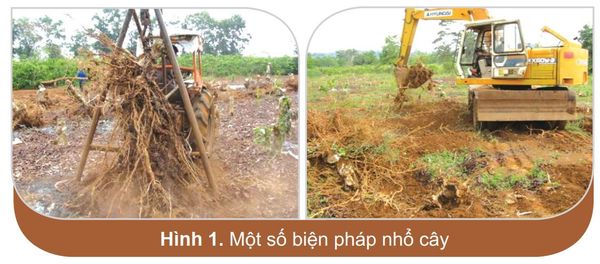 KỸ THUẬT TÁI CANH CÂY CÀ PHÊ - NGÔI SAO HỮU CƠ – CÔNG TY CỔ PHẦN NGÔI ...