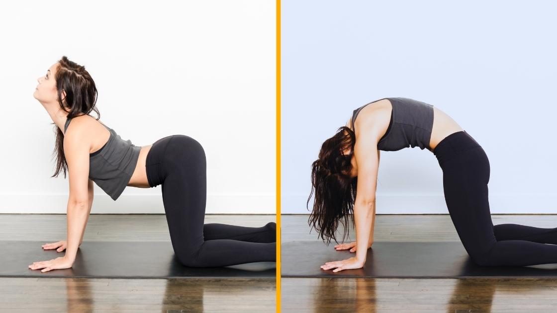 Tư thế bò mèo và lợi ích | Cách thực hiện tư thế bò mèo – Omi Yoga ...