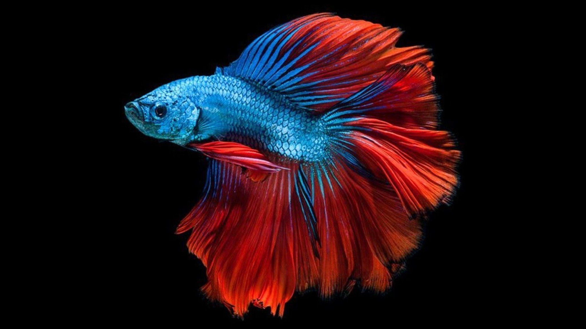 10 Câu Hỏi Thường Gặp Về Cá Betta – Hướng Dẫn Chi Tiết – Betta's House ...