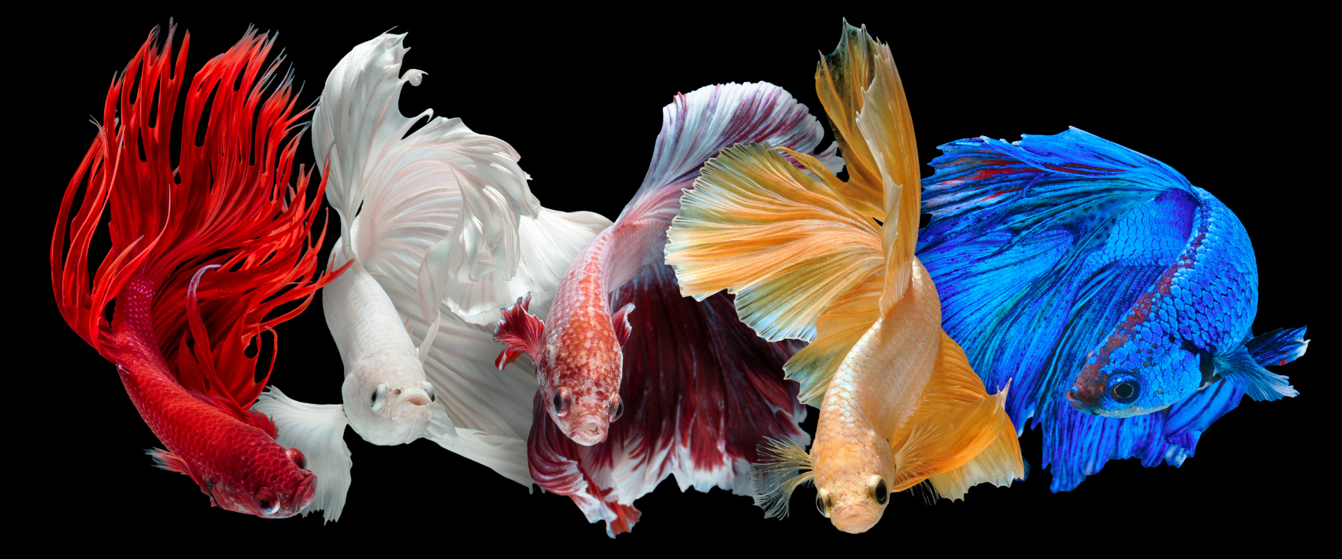 Cá Betta và những điều có thể bạn chưa biết – Betta's House - Cửa hàng ...