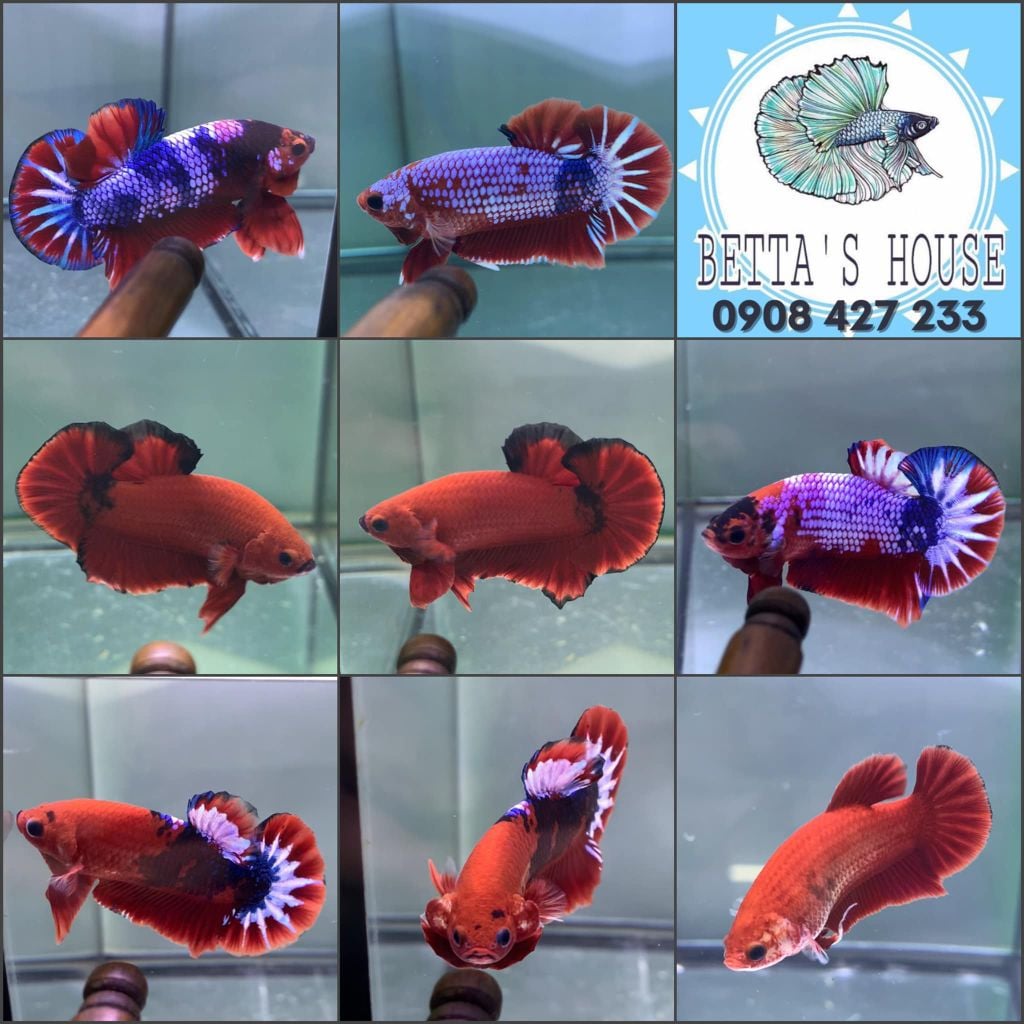 Các mẫu cá Fancy Betta đẹp mắt thu hút bạn ngay từ ánh nhìn đầu tiên ...
