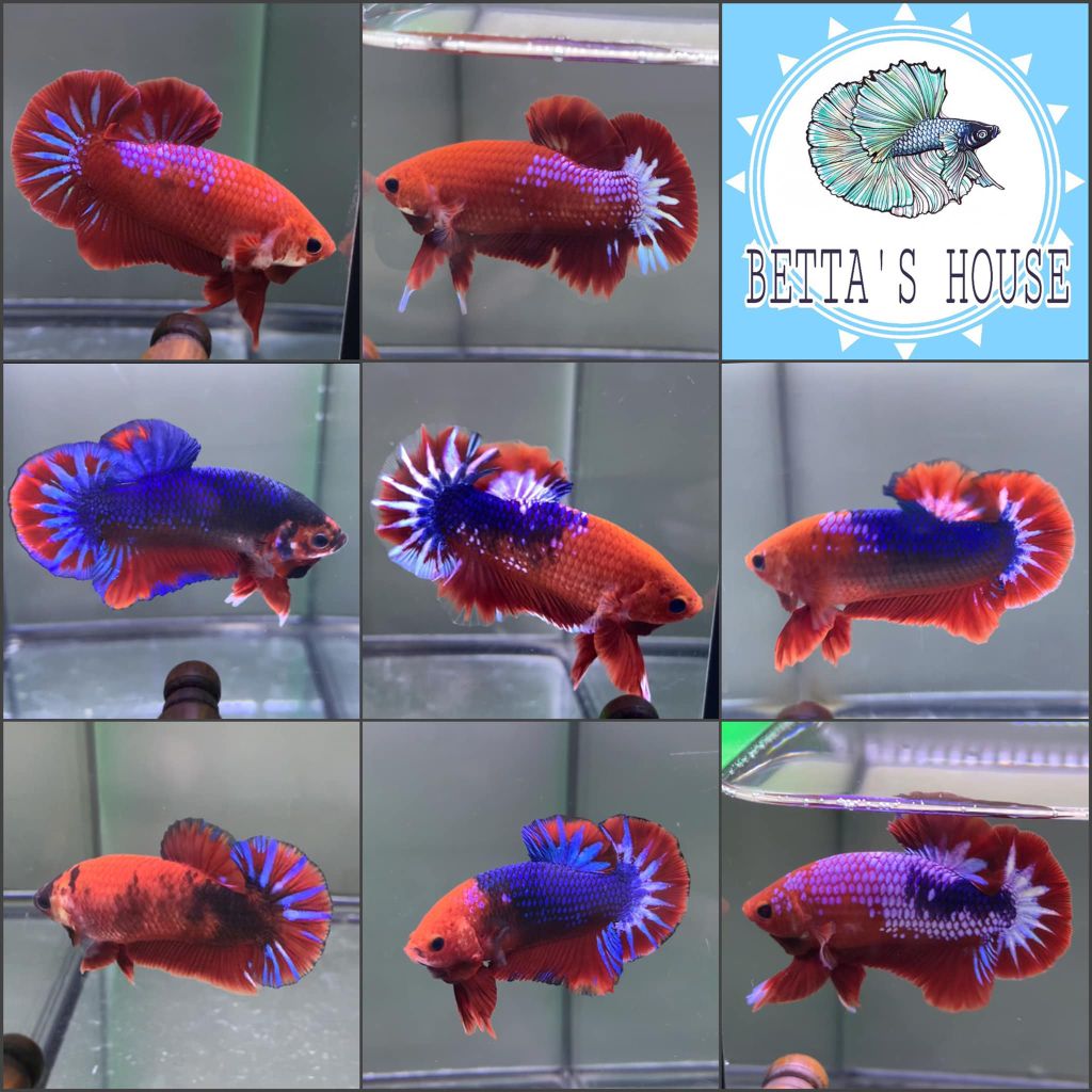 Các mẫu cá Fancy Betta đẹp mắt thu hút bạn ngay từ ánh nhìn đầu tiên ...