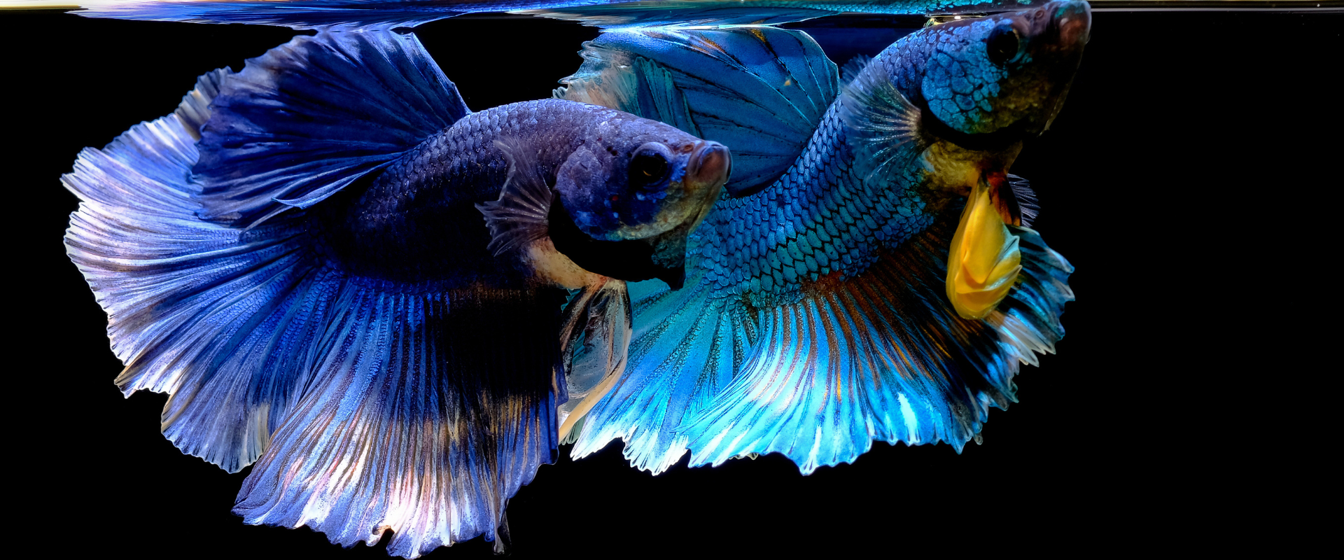 Cá Betta và những điều có thể bạn chưa biết – Betta's House - Cửa hàng ...