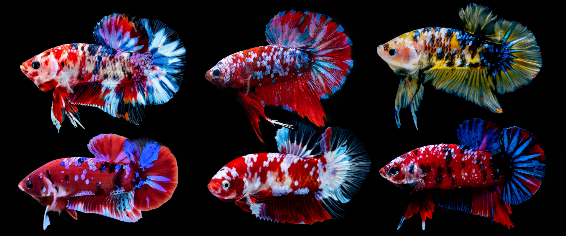 Cá Betta và những điều có thể bạn chưa biết – Betta's House - Cửa hàng ...