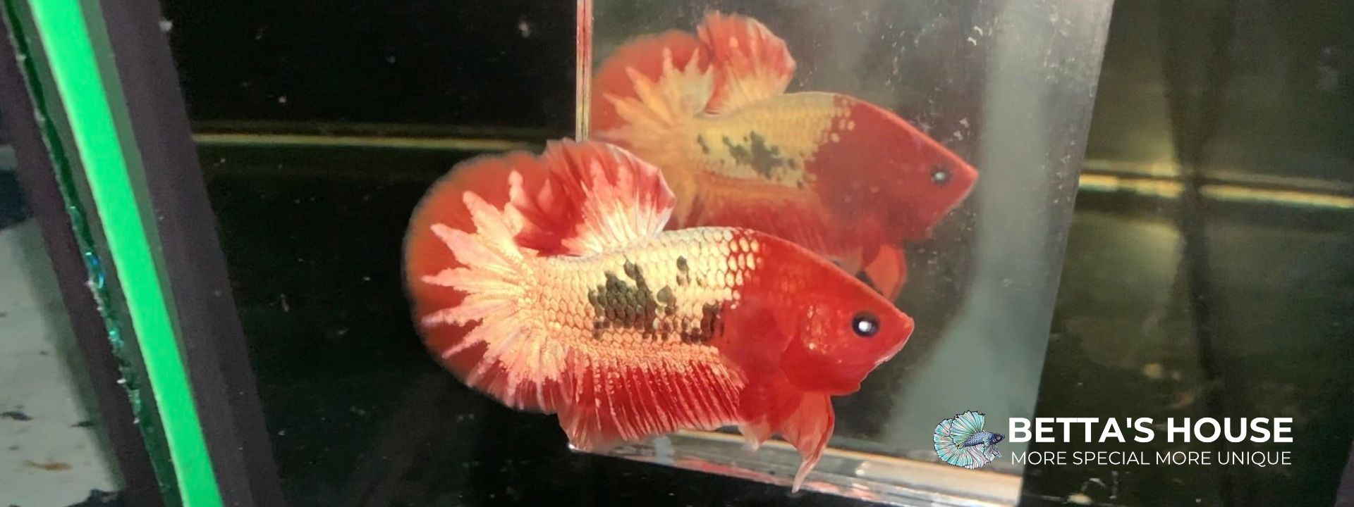 Các mẫu cá Fancy Betta đẹp mắt thu hút bạn ngay từ ánh nhìn đầu tiên ...