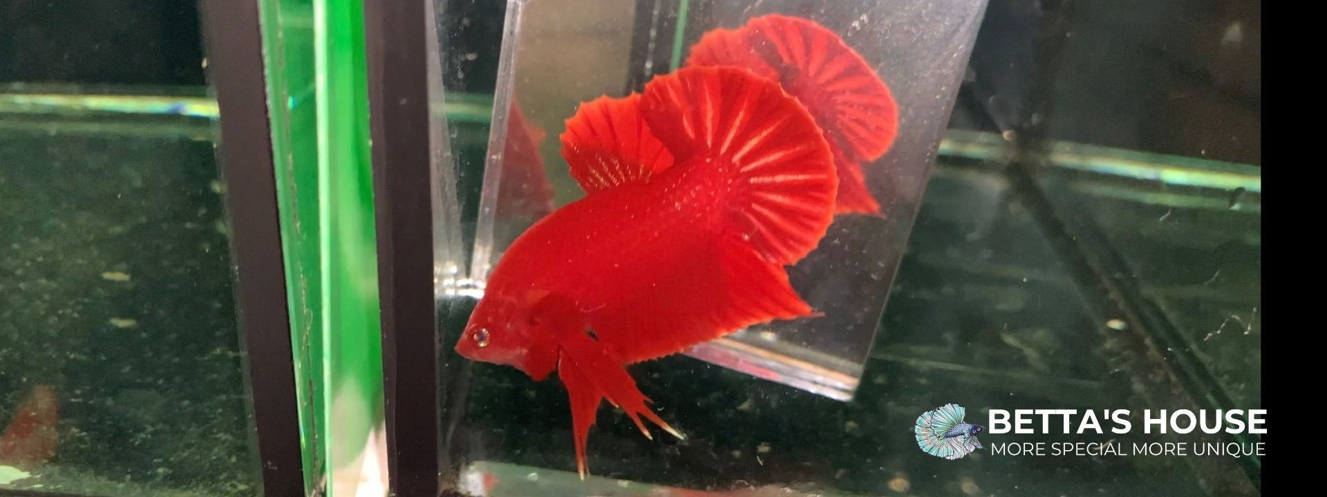 Các mẫu cá Fancy Betta đẹp mắt thu hút bạn ngay từ ánh nhìn đầu tiên ...