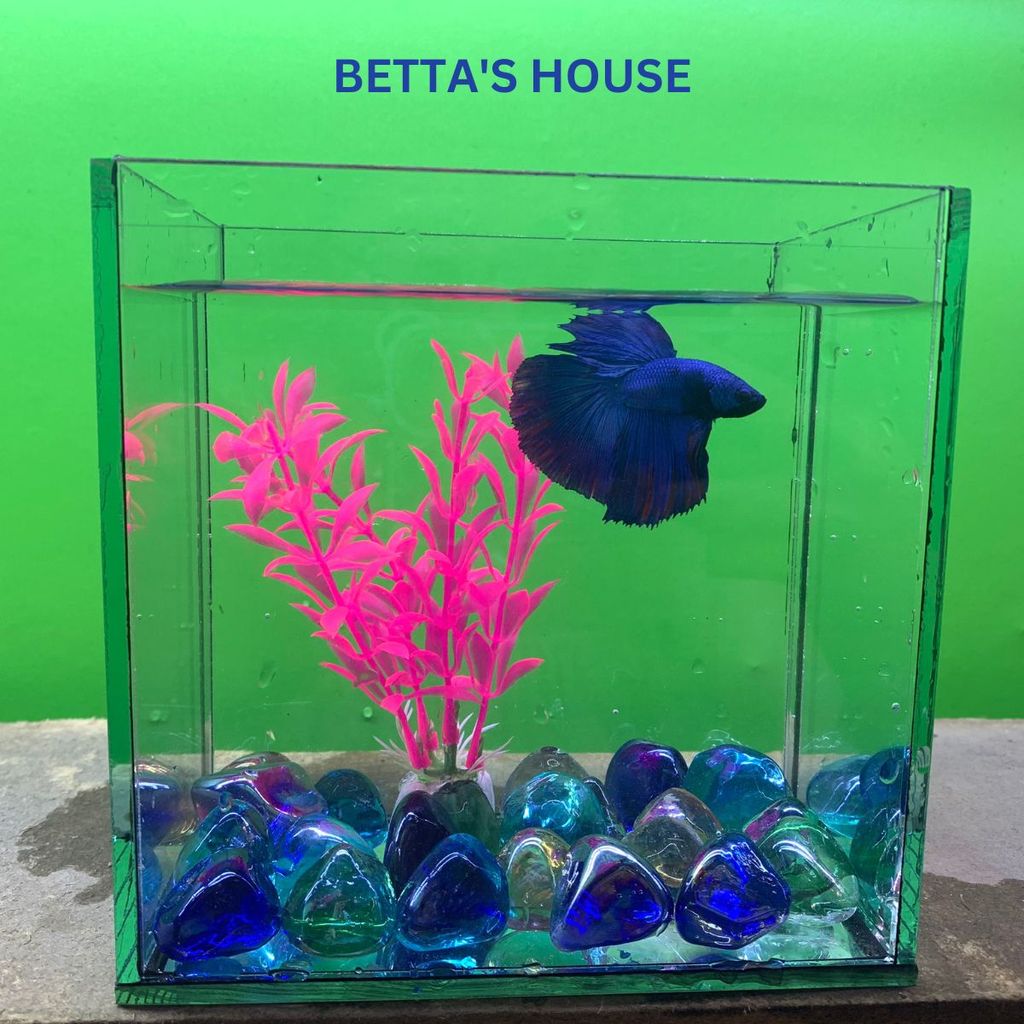 Đặt bể cá betta mini ở đâu để mang lại tài lộc tốt nhất – Betta's House ...